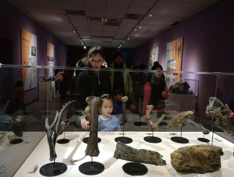 化石先生 Mr. Fossil｜恐龍、化石與隕石帶你進入科普世界，一起更愛地球 - 好好玩FUNIT 2026